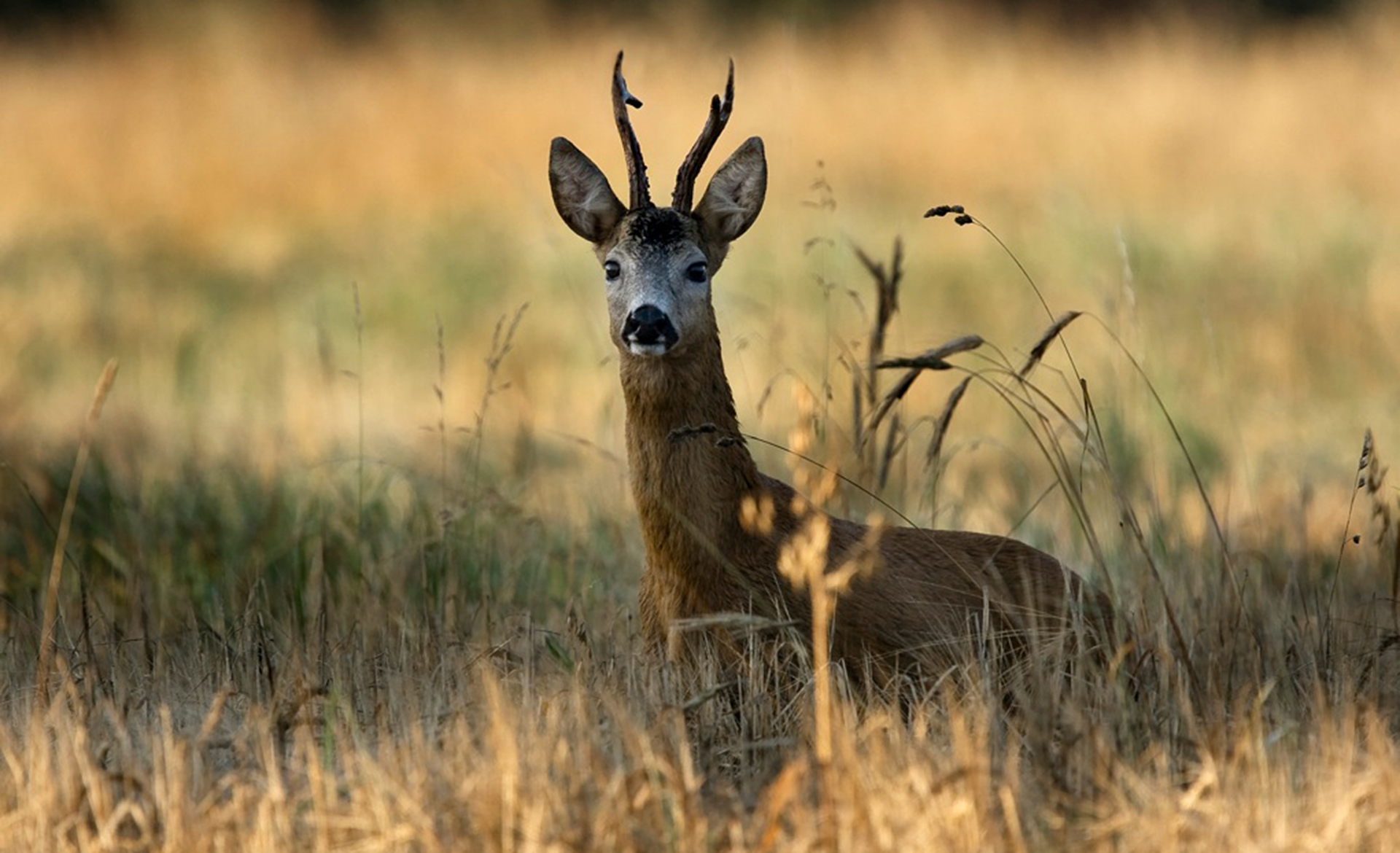 Formation garde-chasse assermenté – Fédération départementale des ...